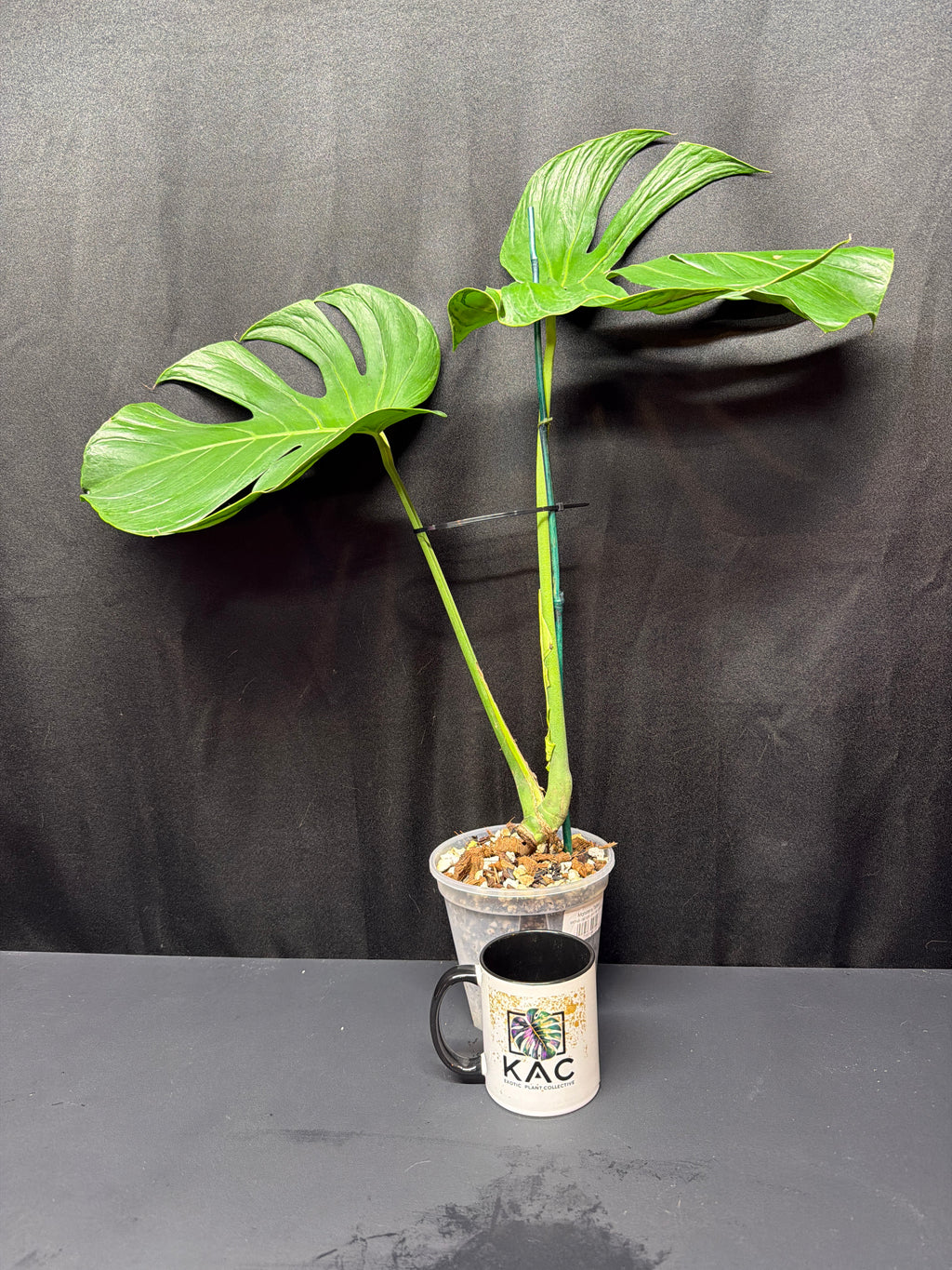 Monstera Tattoo – KAC Exotic Plant Collective