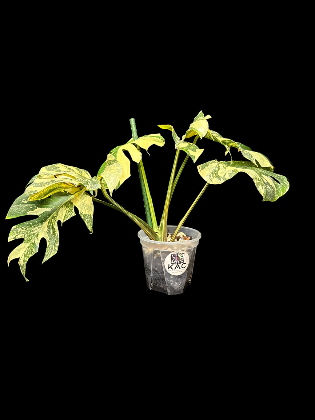Monstera Ivory – KAC Exotic Plant Collective