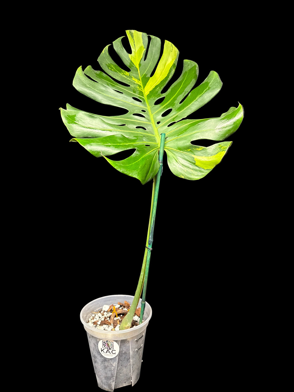 Monstera Matcha – KAC Exotic Plant Collective