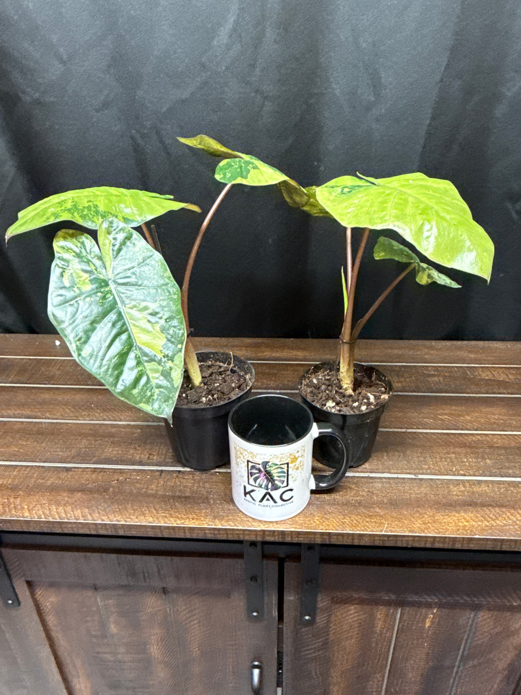 Alocasia Yucatán Princess Aurea – KAC Exotic Plant Collective
